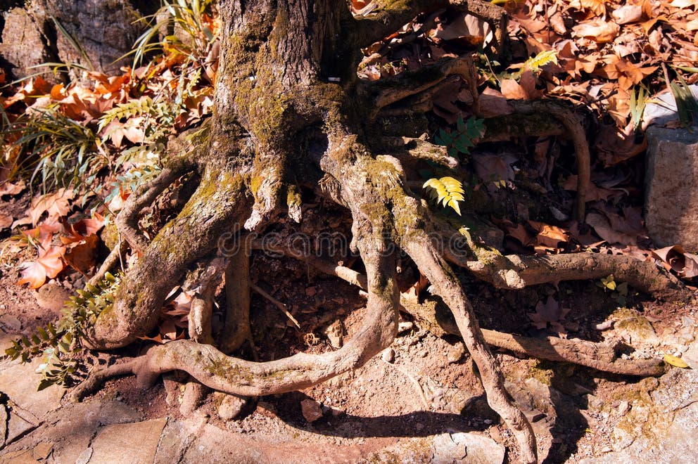 Tree Root in forest stock photo. Image of england, nature - 299855512