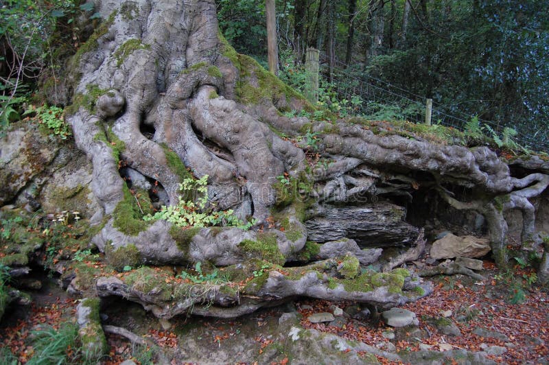 Gnarled tree roots stock photo. Image of twisted, roots - 44885904