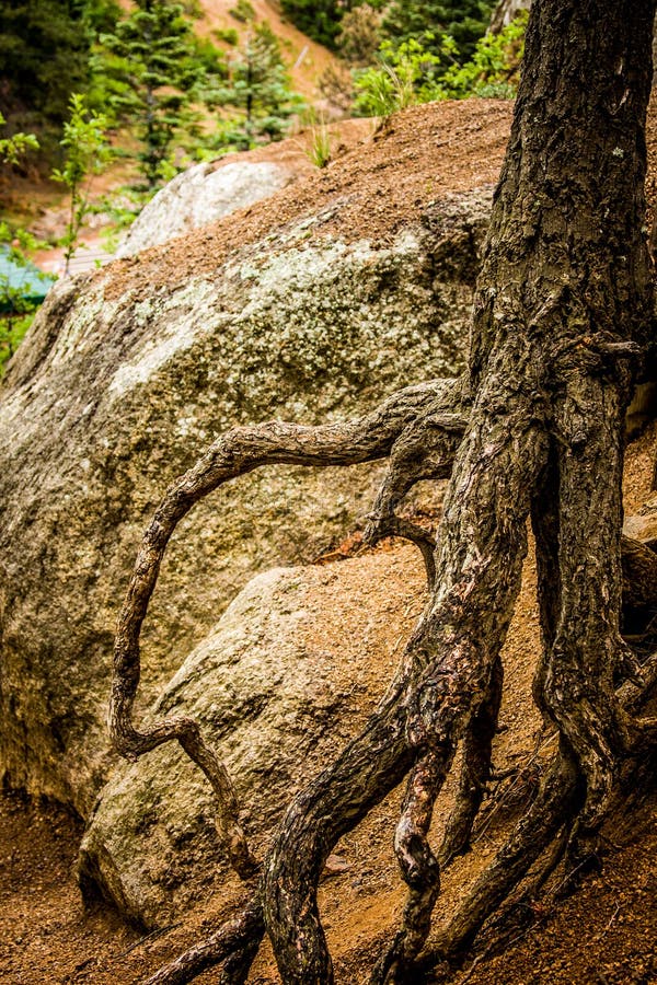 Gnarled Tree Roots on Rocky Path Stock Photo - Image of rocks, plants ...