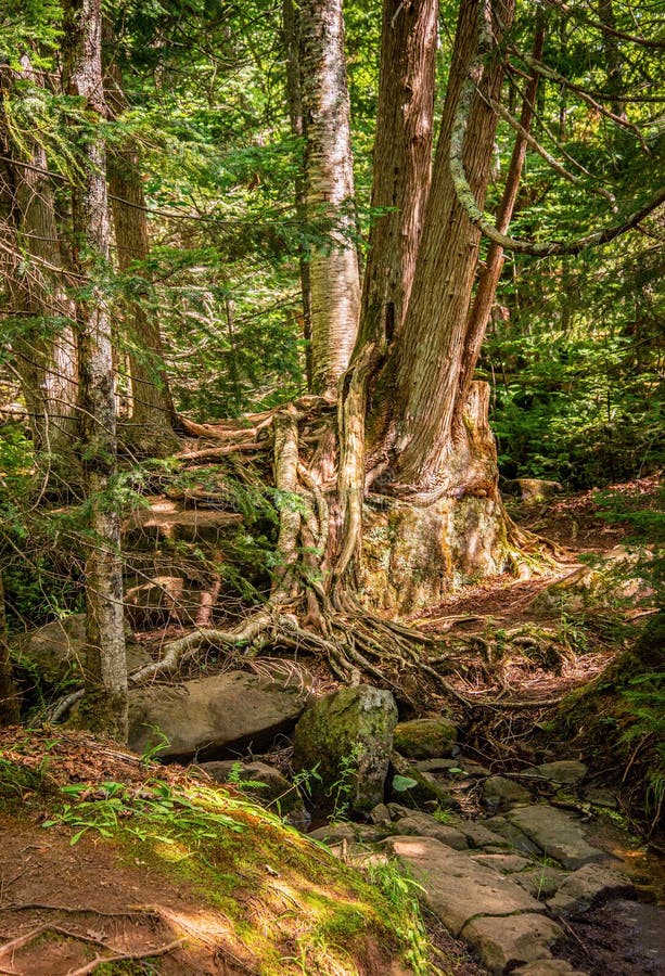 Gnarled Tree Roots from Wind and Soil Erosion Stock Photo - Image of ...