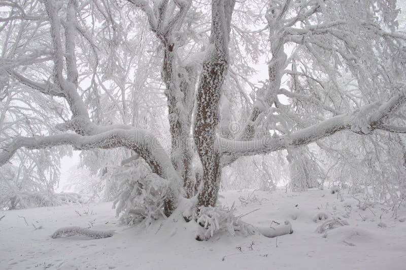Gnarled Tree Snow-covered and Iced at a Cold and Misty Winter Day Stock ...