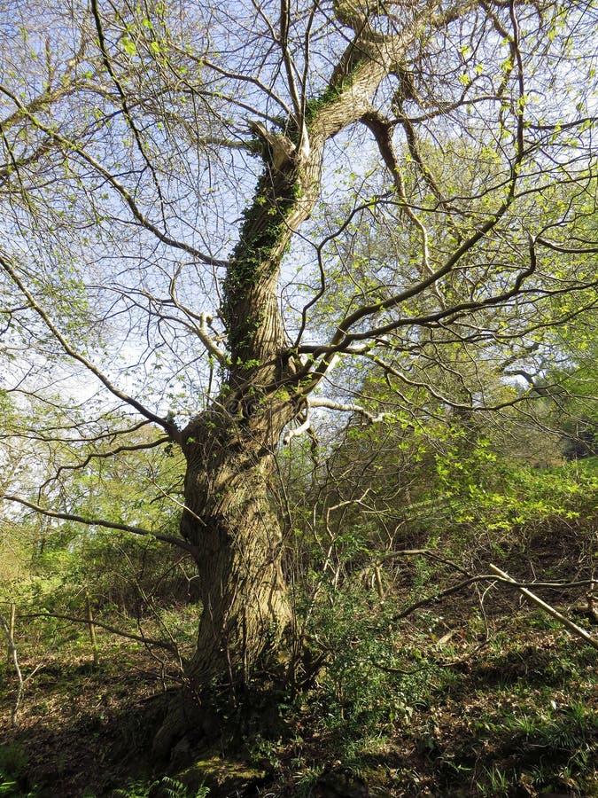 Gnarled Tree Standing Tall and Crooked in Bright Sunlight. Stock Photo ...
