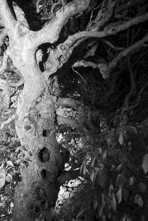 Gnarled tree trunk stock image. Image of tangle, details - 7780783