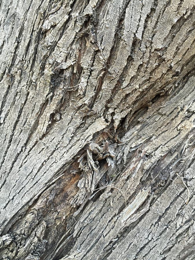 3,631 Gnarled Tree Trunk Stock Photos - Free & Royalty-Free Stock ...