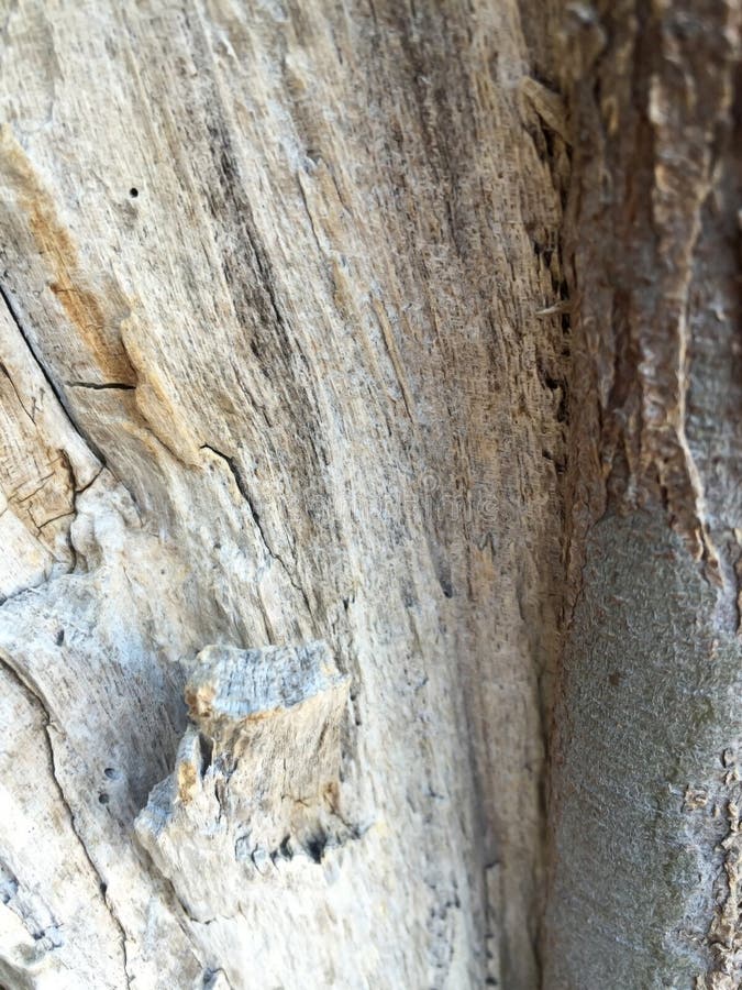 3,631 Gnarled Tree Trunk Stock Photos - Free & Royalty-Free Stock ...