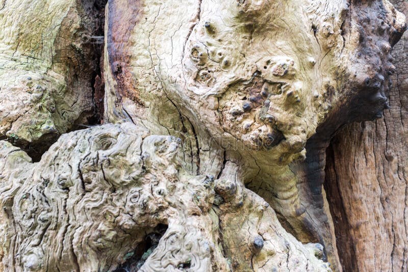 Gnarled tree trunk stock photo. Image of dreamy, bark - 146272622