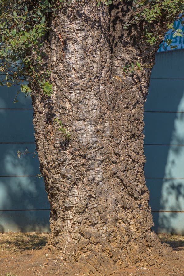 Gnarled Tree Trunk Stock Images - Download 1,949 Royalty Free Photos