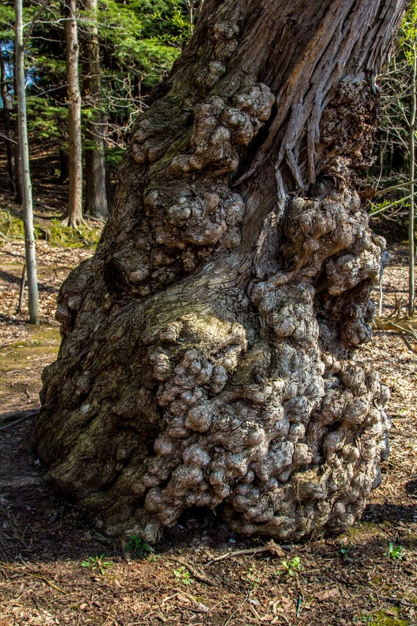 Gnarled Tree Trunk stock photo. Image of growth, landscape - 59488990