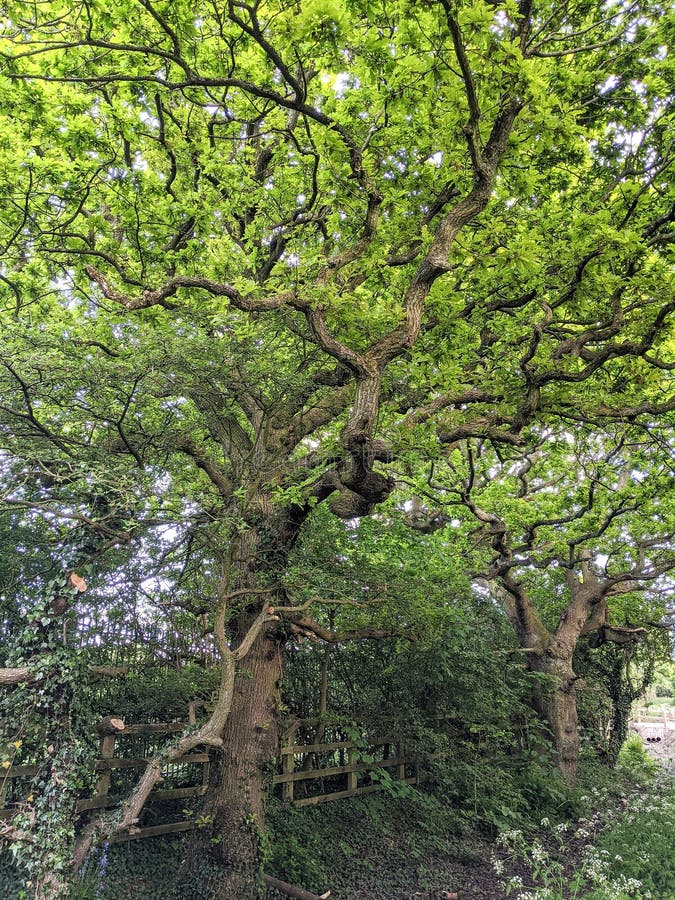 Gnarled tree trunk stock image. Image of countryside - 182137907
