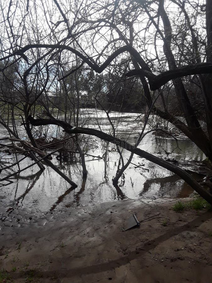Gnarled Trees Along a Stream Stock Photo - Image of water, stream ...
