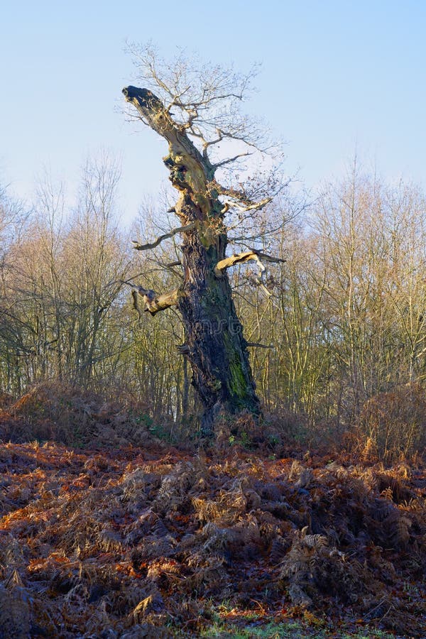 A Twisted Ancient Oak Tree in Sherwood Forest Stock Image - Image of ...