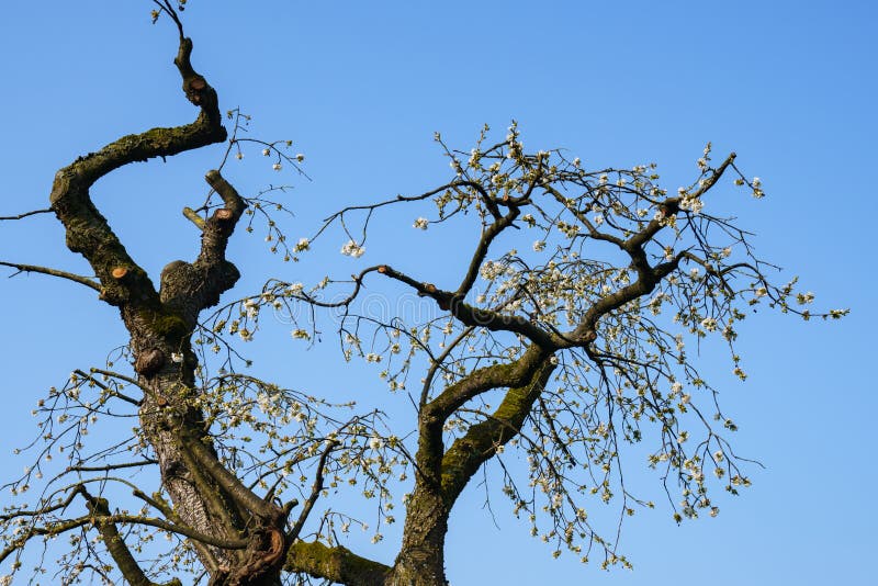 115 Gnarled Apple Tree Stock Photos - Free & Royalty-Free Stock Photos ...