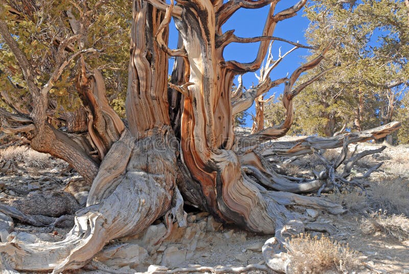Gnarled Trunk of Bristlecone Pine Stock Photo - Image of eastern ...