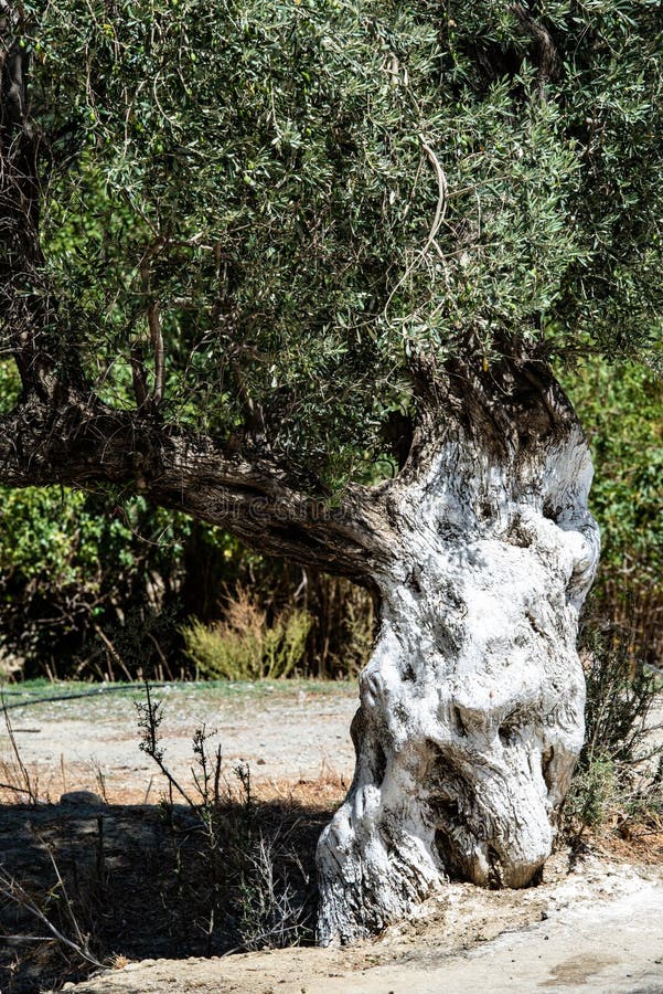 Gnarled Trunk of an Old Olive Tree Stock Photo - Image of knotty, tree ...