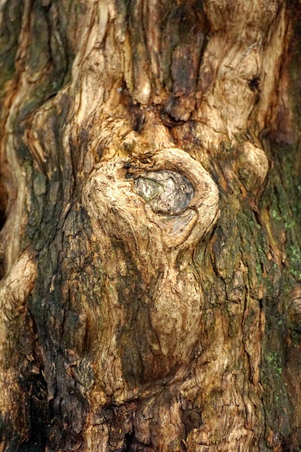 Knobby tree trunk stock image. Image of gnarled, knobby - 181556689