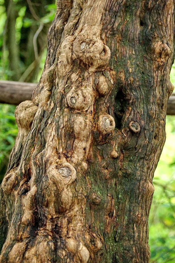 Knobby tree trunk stock image. Image of gnarled, wood - 181556715