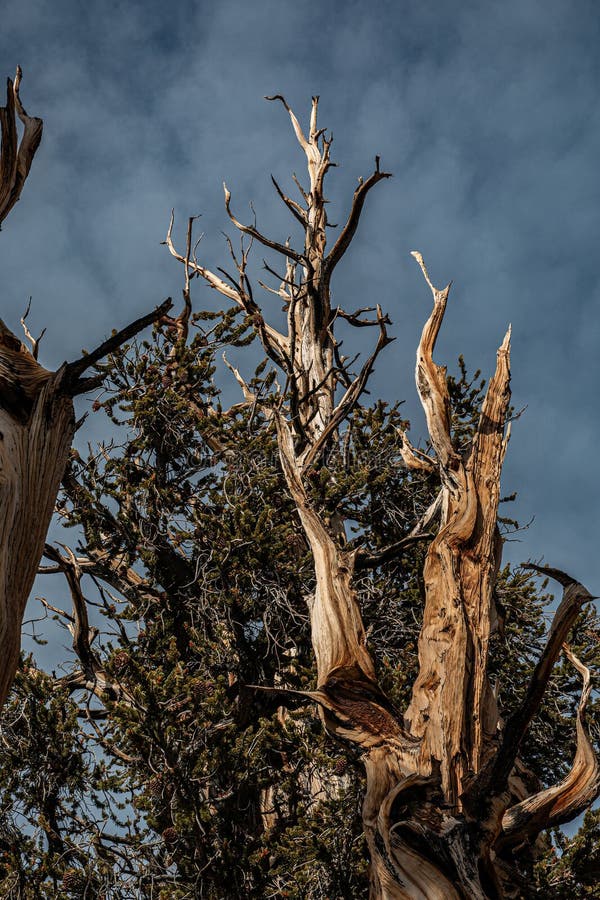 Ancient Bristlecone Pine stock image. Image of wilderness - 352924181