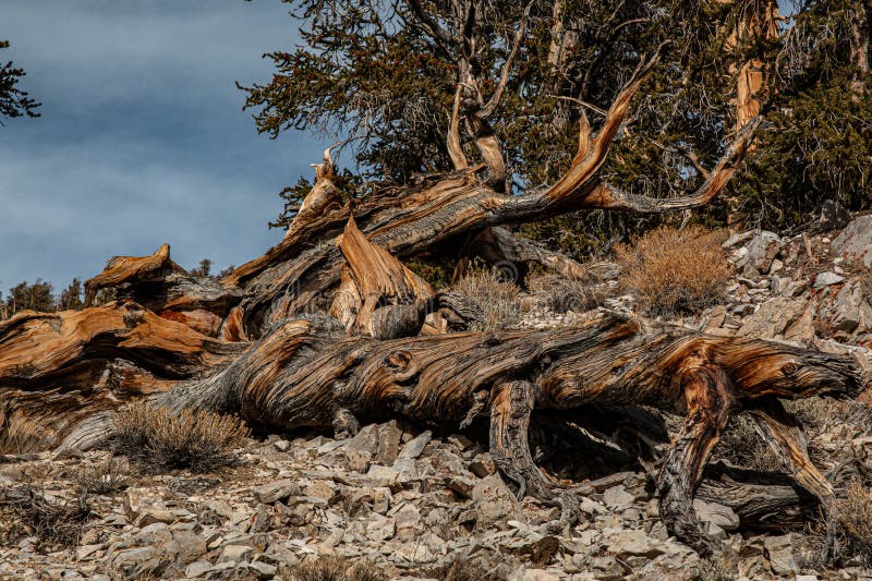 Twisted and Gnarled Wood of a Fallen Bristlecone Pine Stock Photo ...