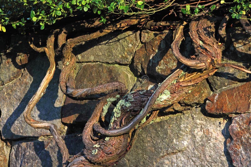 Gnarled Vines Against Stone Wall Stock Photo - Image of sunlight ...