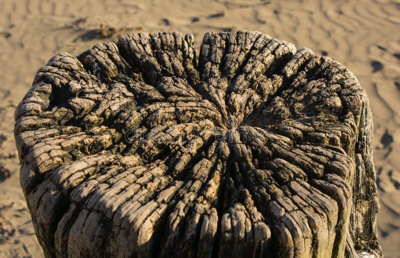 Weatherworn Tree Stump on Beach Stock Image - Image of abstract, beach ...