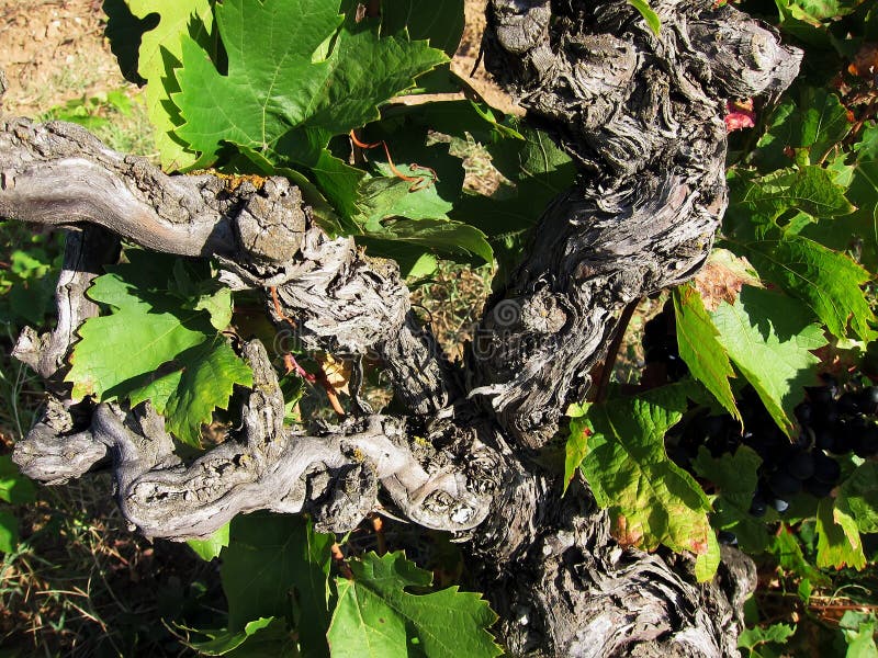 Gnarled wine root stock photo. Image of provence, grapes - 77576598