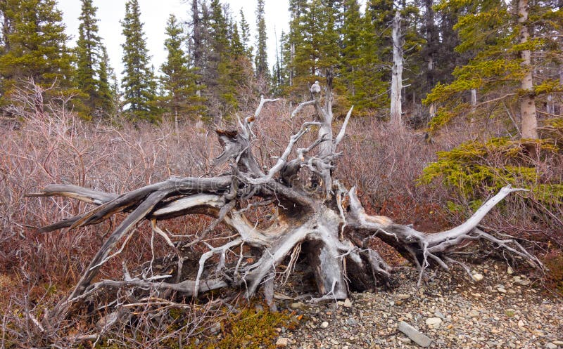 Gnarled wood in a forest stock photo. Image of limbs - 100474786
