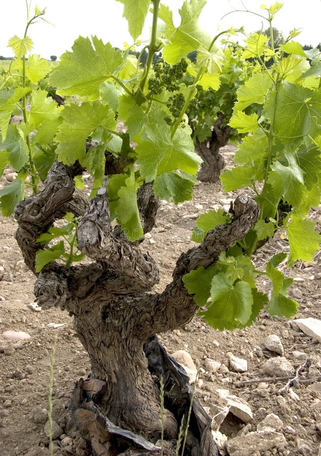 Reben, Die Im Weinberg, Loire Valley, Frankreich Wachsen Stockbild ...