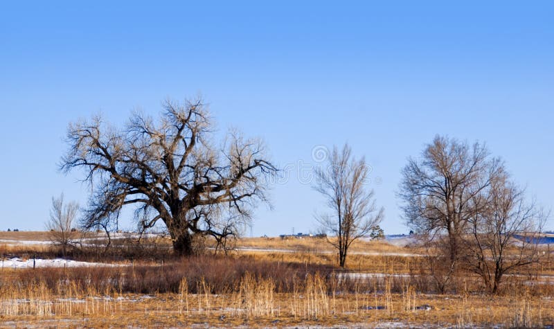 Gnarly Bare Trees on the Colorado Prairie Stock Image - Image of ...