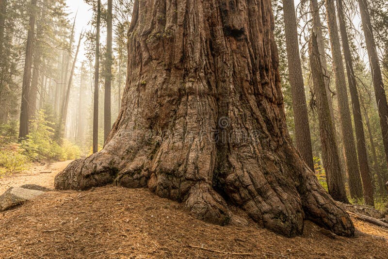 Gnarly Base Stock Photos - Free & Royalty-Free Stock Photos from Dreamstime