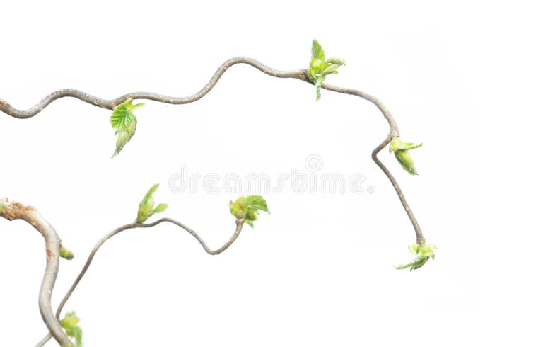 136 Gnarly Tree Silhouette Stock Photos - Free & Royalty-Free Stock ...