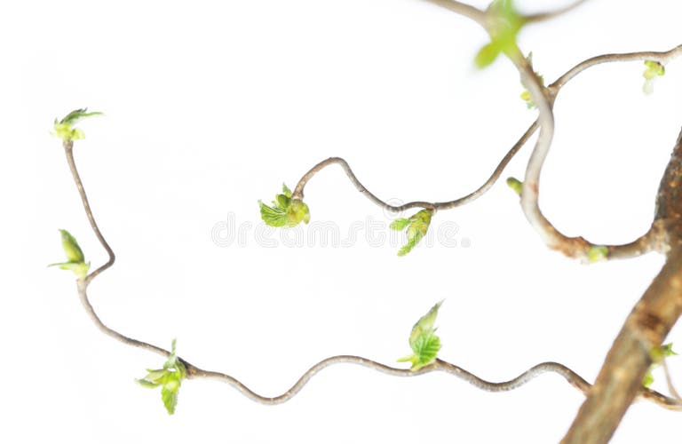 136 Gnarly Tree Silhouette Stock Photos - Free & Royalty-Free Stock ...