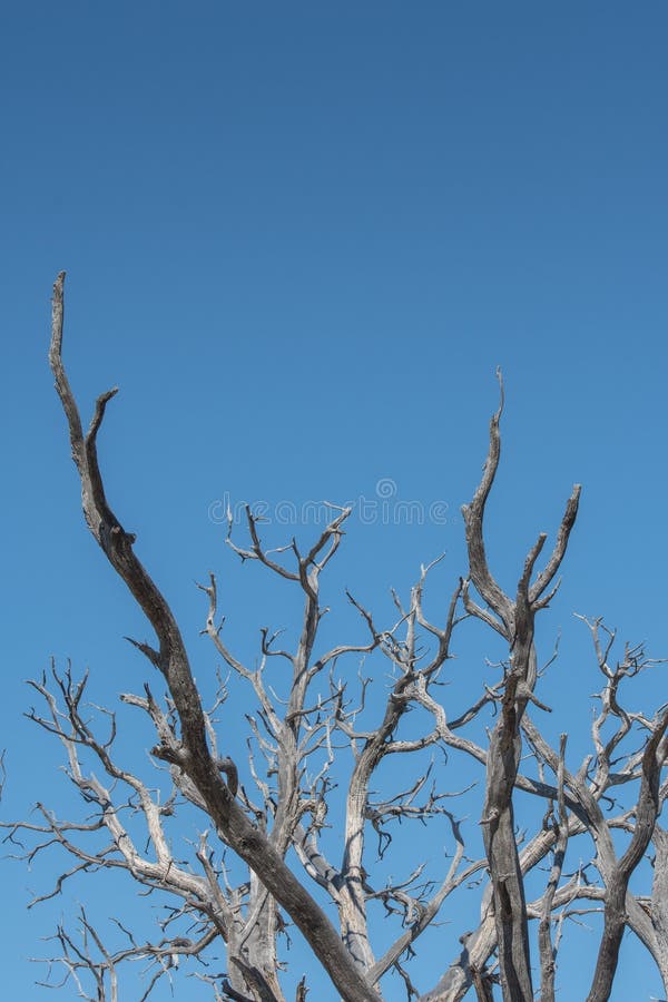 Gnarly Branches of Tree on Blue Sky Vertical Stock Photo - Image of ...