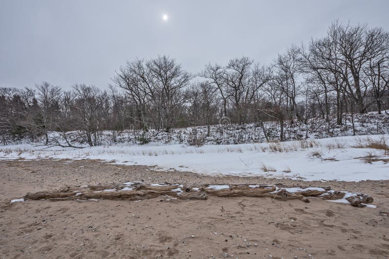Gnarly Log on a Beach stock image. Image of nature, gnarly - 111609467