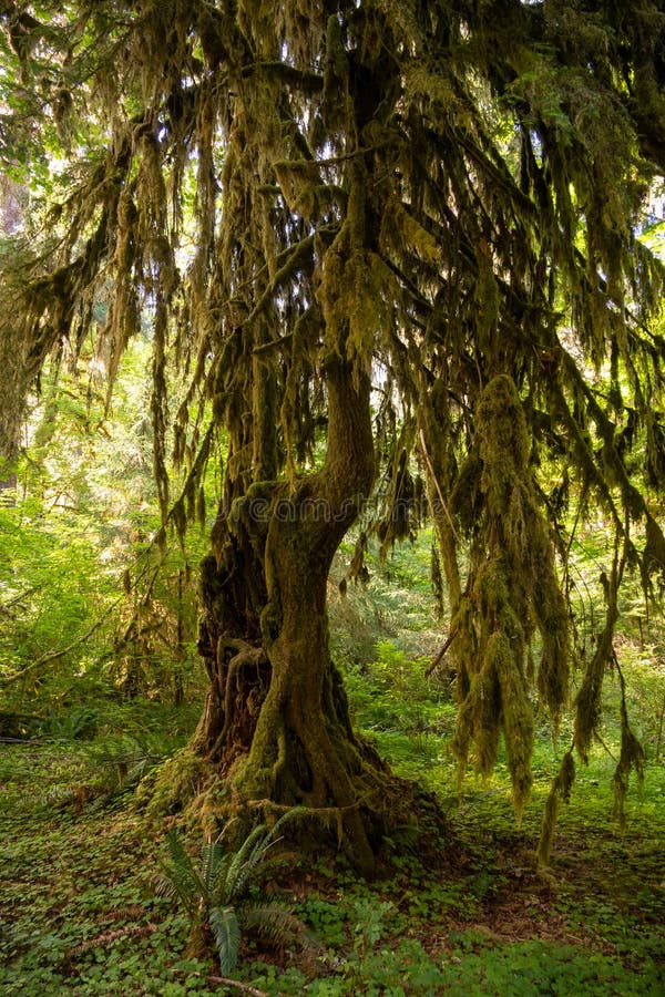 Gnarly Moss Covered Tree Sits in Open Area of Hoh Rainforest Stock ...