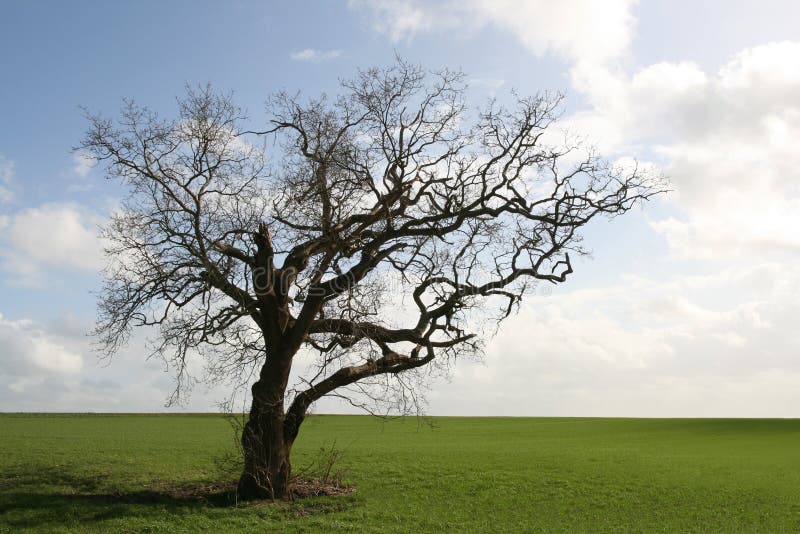 Gnarly old tree stock image. Image of lonely, single, sunny - 2002653
