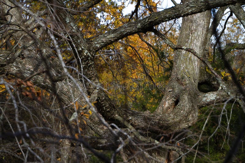 Gnarly Old Tree, Branches Twisted and Broken, Closeup Stock Image ...