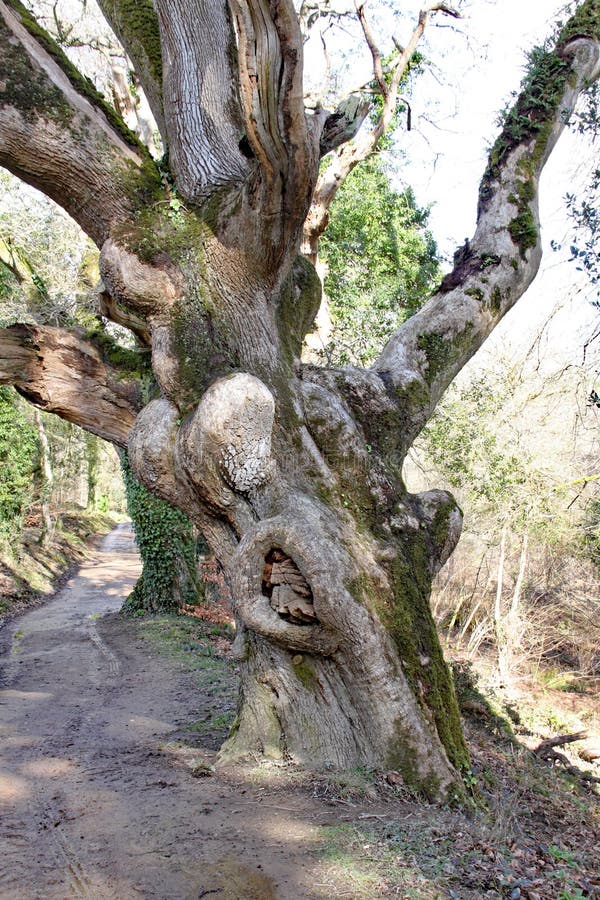 A Gnarly Old Tree Grows by the Footpath at the Lost Gardens of Heligan ...