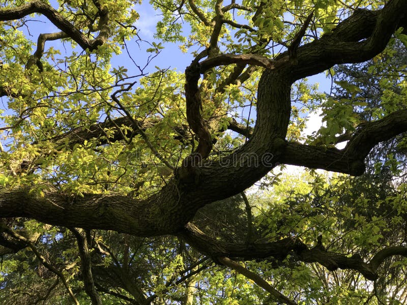 Gnarly old tree stock photo. Image of woods, tree, ancient - 91115894