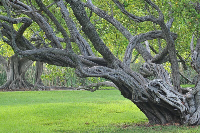 Gnarly old tree stock photo. Image of adapt, print, lasting - 41687108