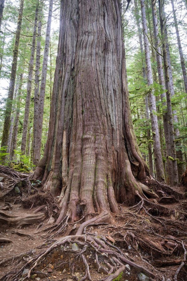 Gnarly Roots Around a Tree in Upper Avatar Grove Stock Photo - Image of ...