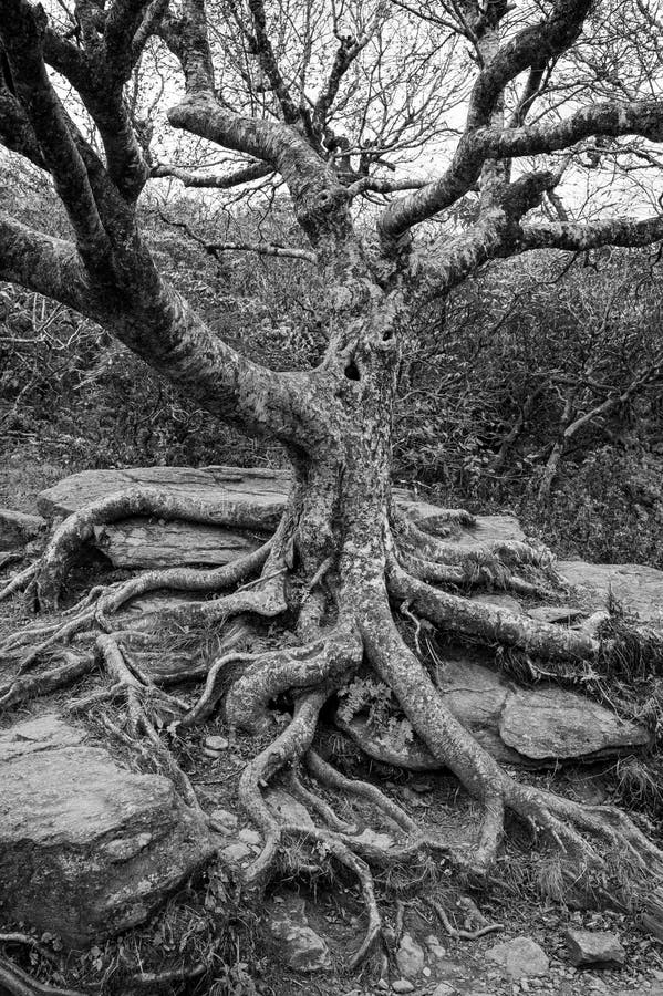 Gnarly Roots of Bare Tree Black and White Stock Photo - Image of ...