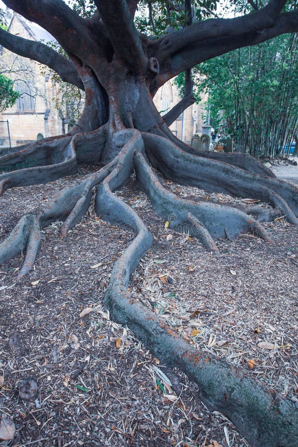 Tree Root Splitting and Retaining Entrance Walls Stock Photo - Image of ...