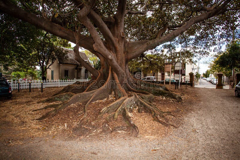 Tree Root Splitting and Retaining Entrance Walls Stock Photo - Image of ...