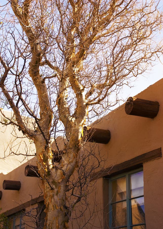 Gnarly Tree stock image. Image of southwest, troubled - 11666759