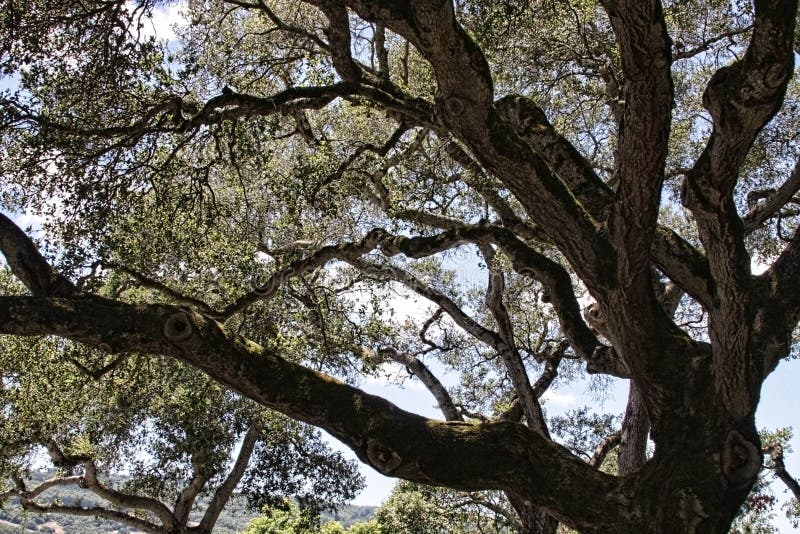 Gnarly tree stock photo. Image of gnarly, nature, horizontal - 26986384