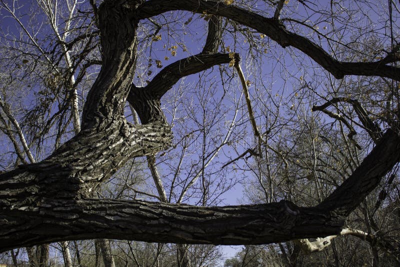 1,692 Gnarly Tree Photos - Free & Royalty-Free Stock Photos from Dreamstime