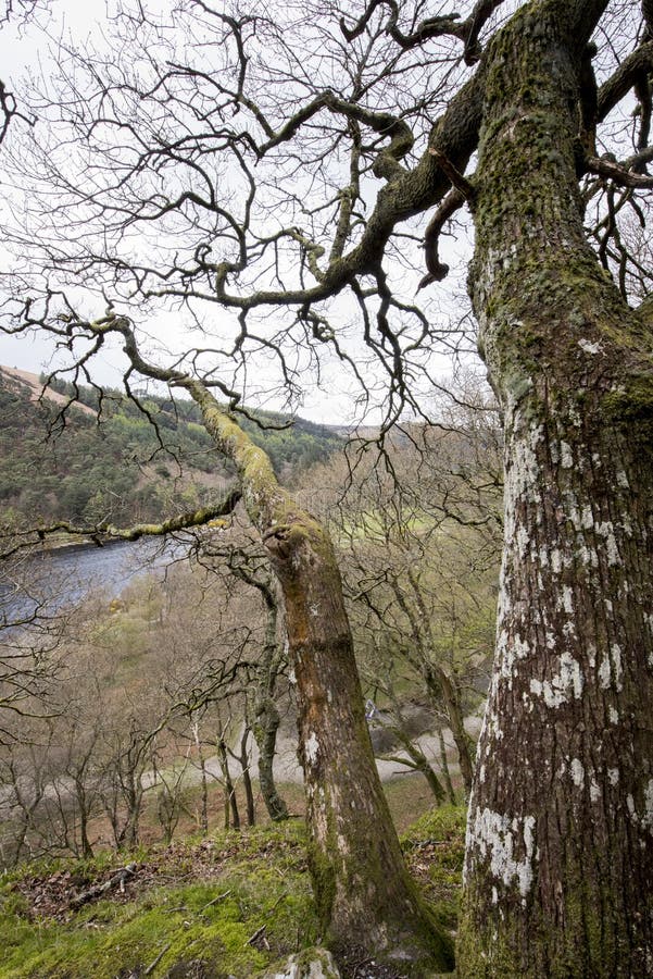 Gnarly Tree Bark Rushmere Bedfordshire Stock Photo - Image of colur ...