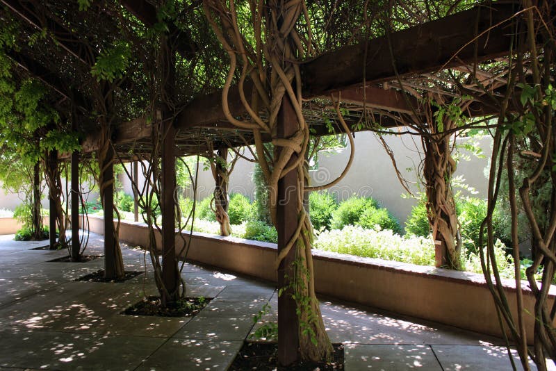 Gnarly Tree Limbs stock photo. Image of gnarly, yellow - 74768122