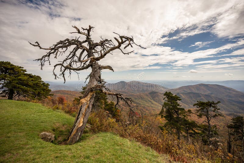 Gnarly Tree Overlooks Fall Mountain Ridges Stock Photo - Image of ...
