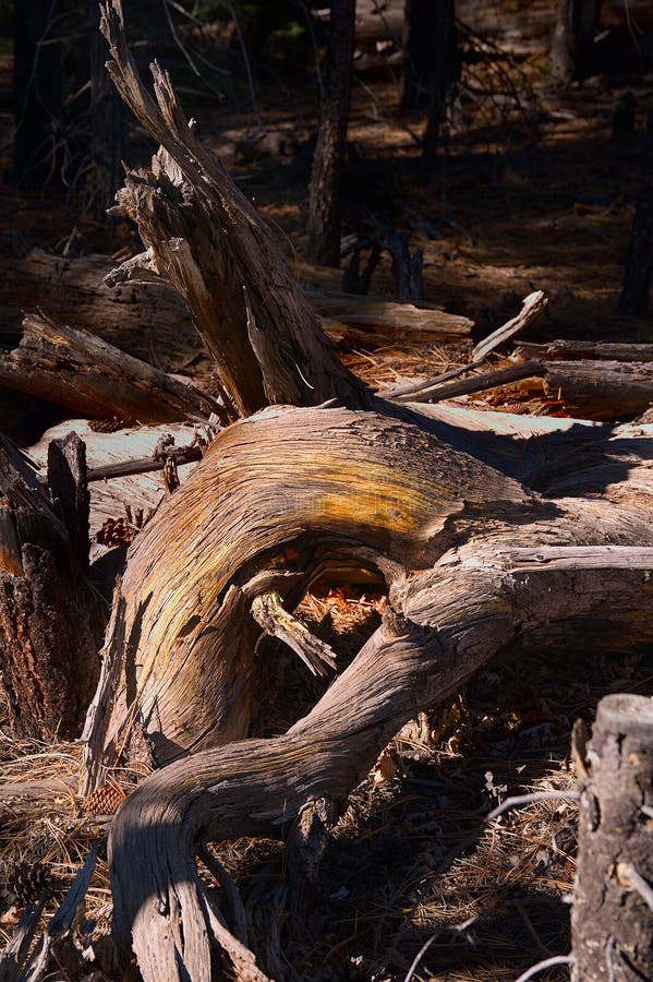 Gnarly Tree Bark Rushmere Bedfordshire Stock Photo - Image of colur ...